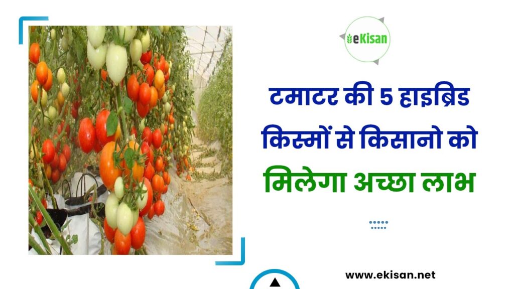 टमाटर की 5 हाइब्रिड किस्मों से किसानो को मिलेगा अच्छा लाभ - ekisan