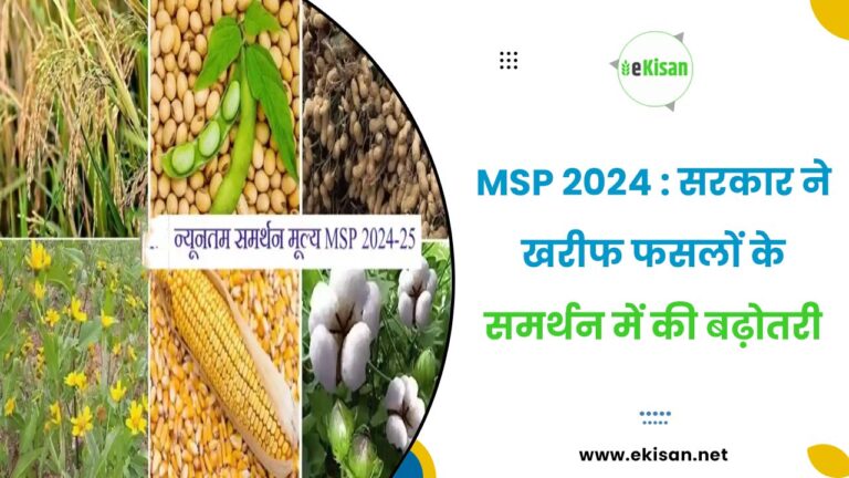 MSP 2024 : सरकार ने खरीफ फसलों के समर्थन में की बढ़ोतरी - ekisan