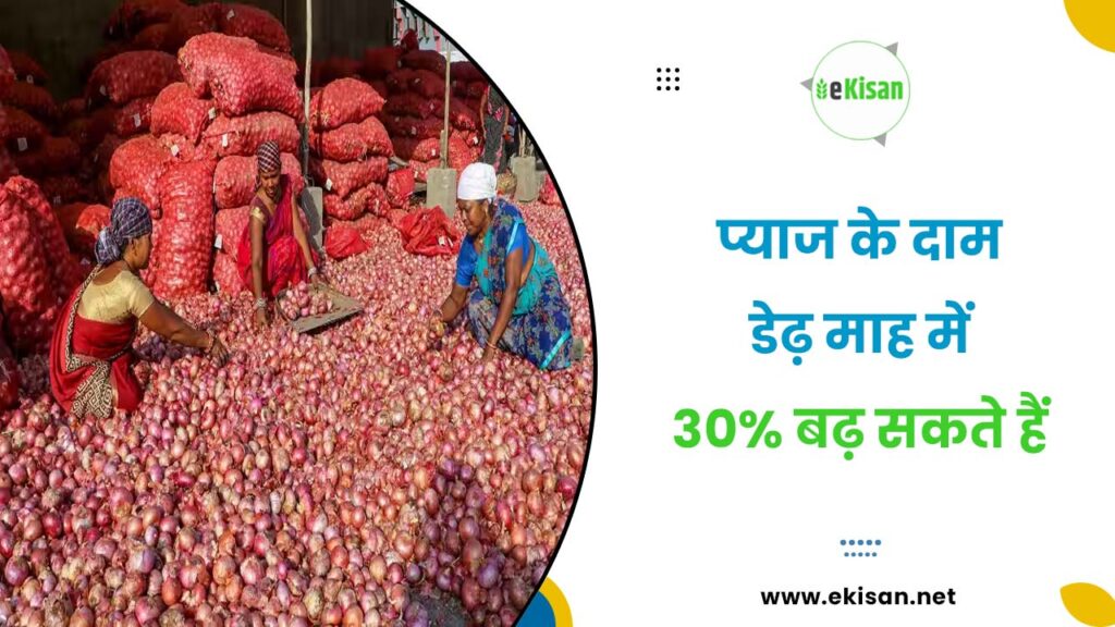प्याज के दाम डेढ़ माह में 30% बढ़ सकते हैं - ekisan