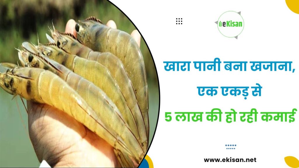 खारा पानी बना खजाना, एक एकड़ से 5 लाख की हो रही कमाई - ekisan