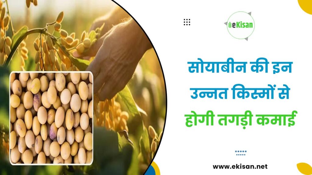 सोयाबीन की इन उन्नत किस्मों से होगी तगड़ी कमाई - ekisan