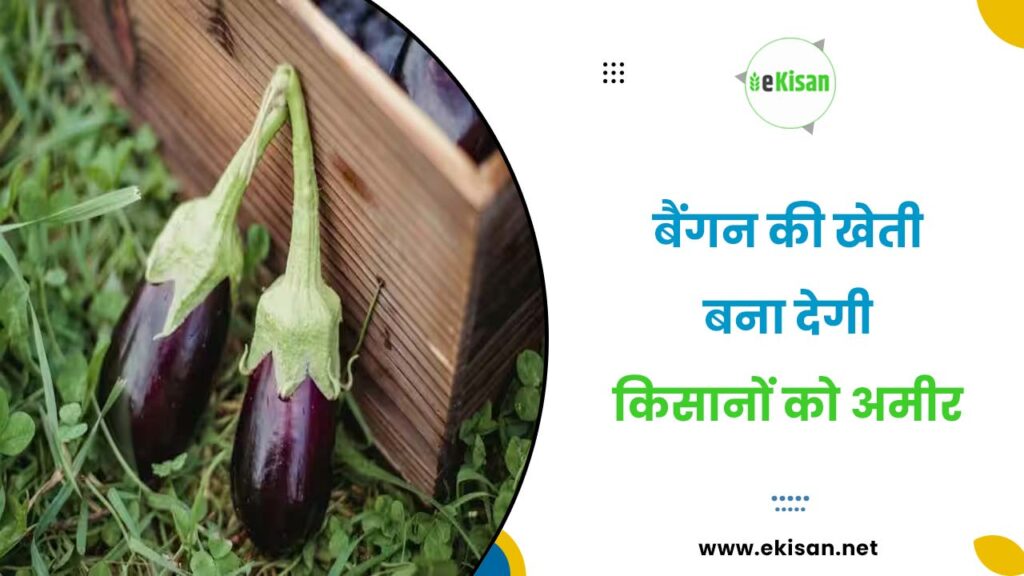 बैंगन की खेती बना देगी किसानों को अमीर - ekisan