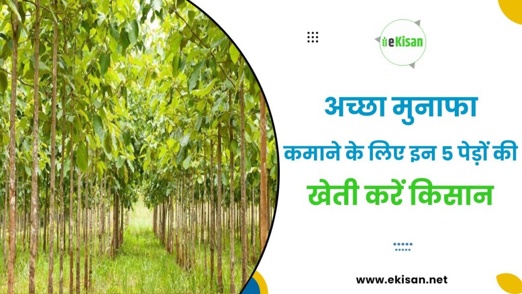 अच्छा मुनाफा कमाने के लिए इन 5 पेड़ों की खेती करें किसान - ekisan
