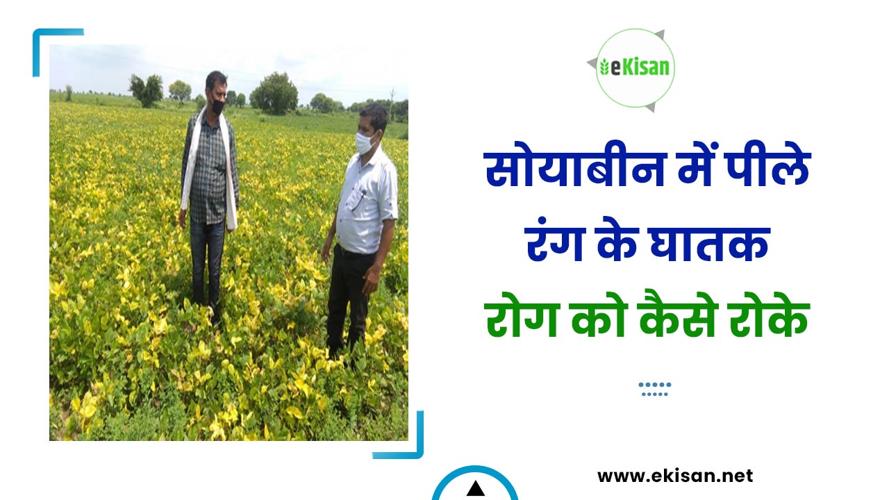 सोयाबीन में पीले रंग के घातक रोग को कैसे रोके - ekisan