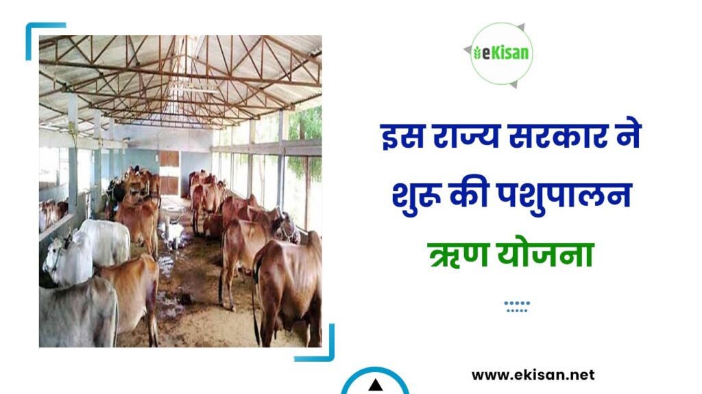 इस राज्य सरकार ने शुरू की पशुपालन ऋण योजना - ekisan