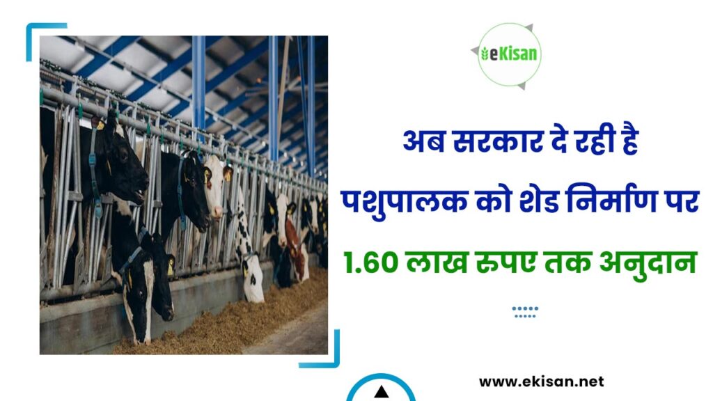 अब सरकार दे रही है पशुपालक को शेड निर्माण पर 1.60 लाख रुपए तक अनुदान - ekisan